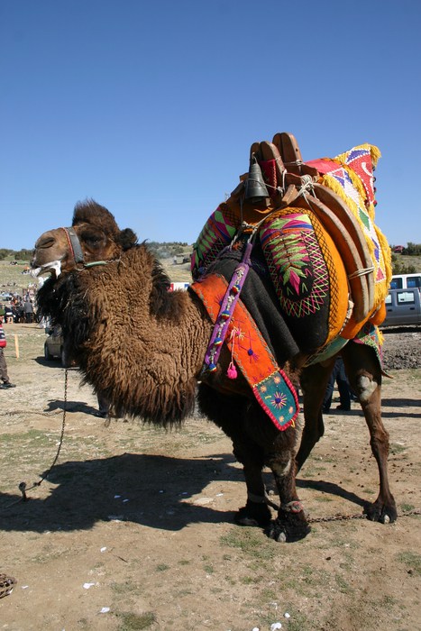 The Sexual Life Of The Camel – Bof's Blog