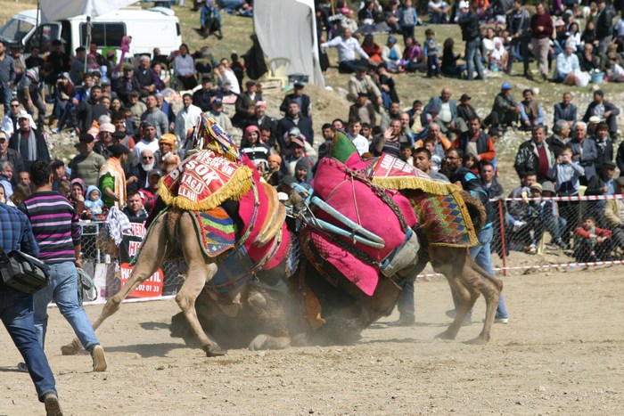 The Sexual Life Of The Camel – Bof's Blog