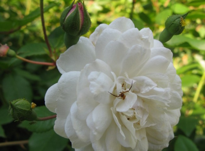 Rose of Damascus – Bof's Blog