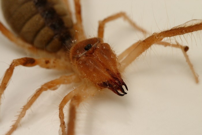 Wind Scorpion – Bof's Blog